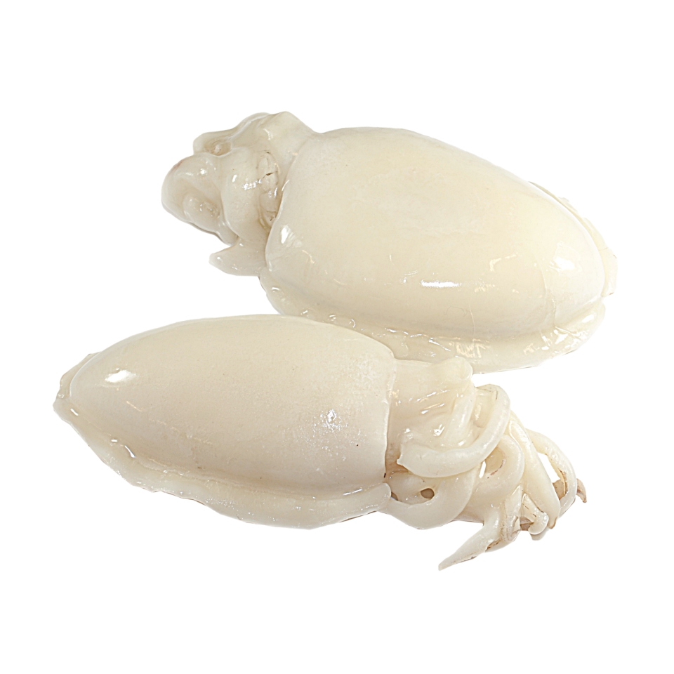 Cuttlefish | COST IN d.o.o.